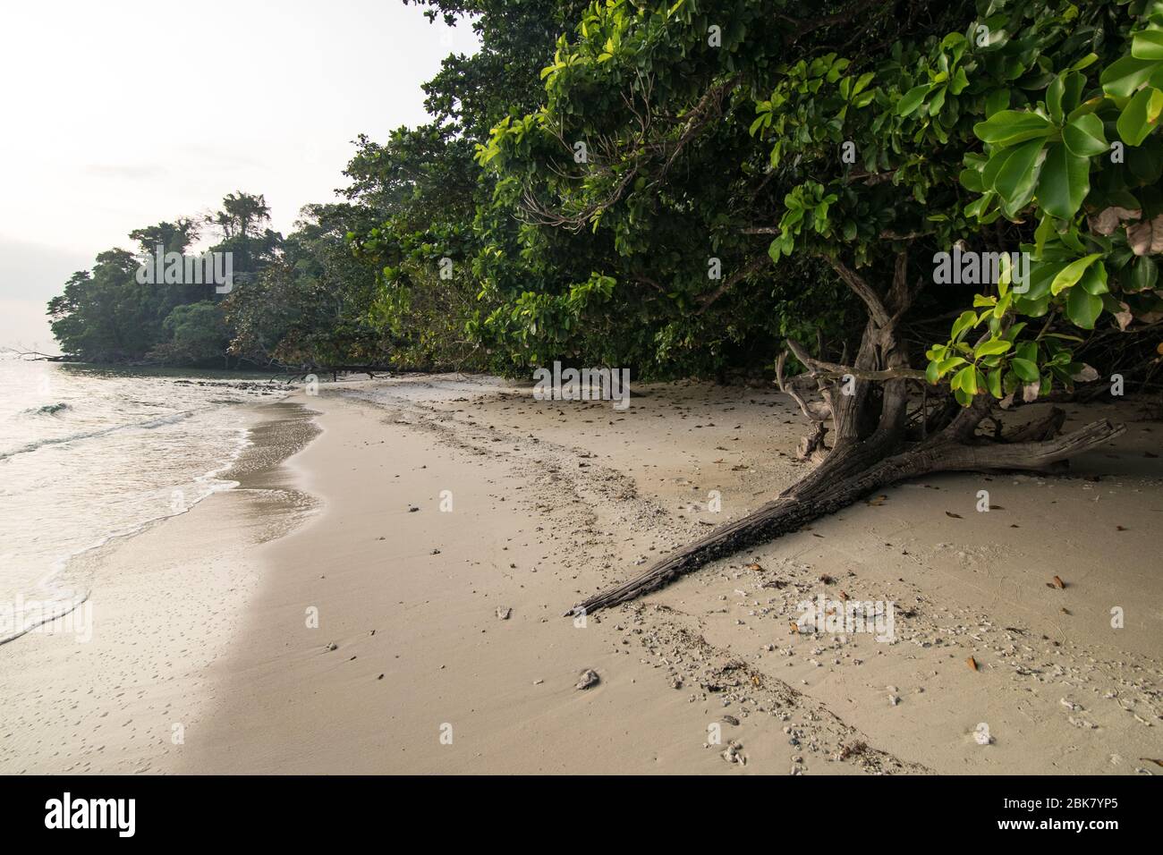 Radhanagar havelock island elephant hi-res stock photography and images ...