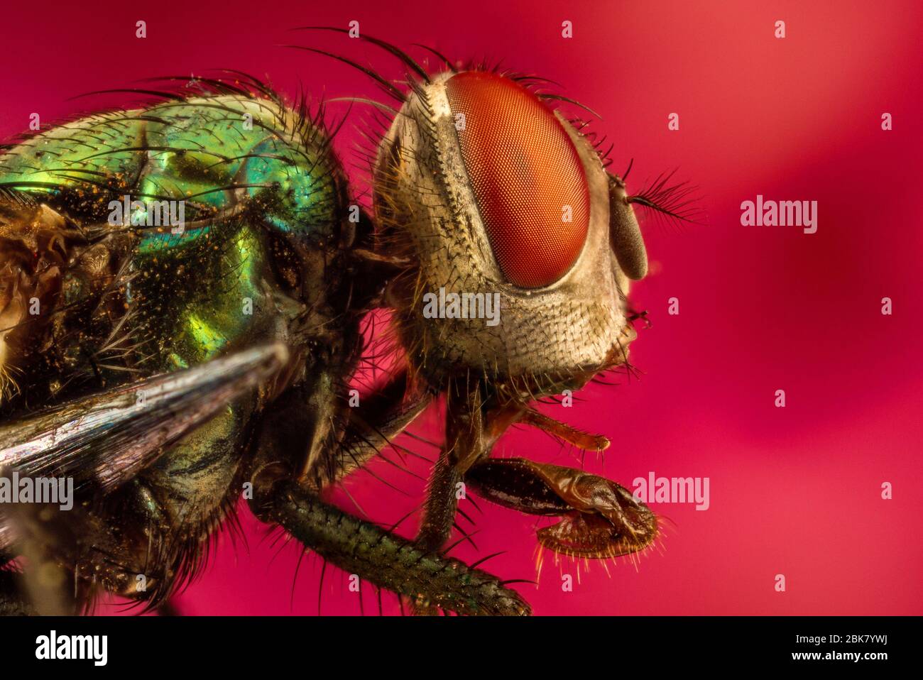 Wing fly wing microscope hi-res stock photography and images - Alamy