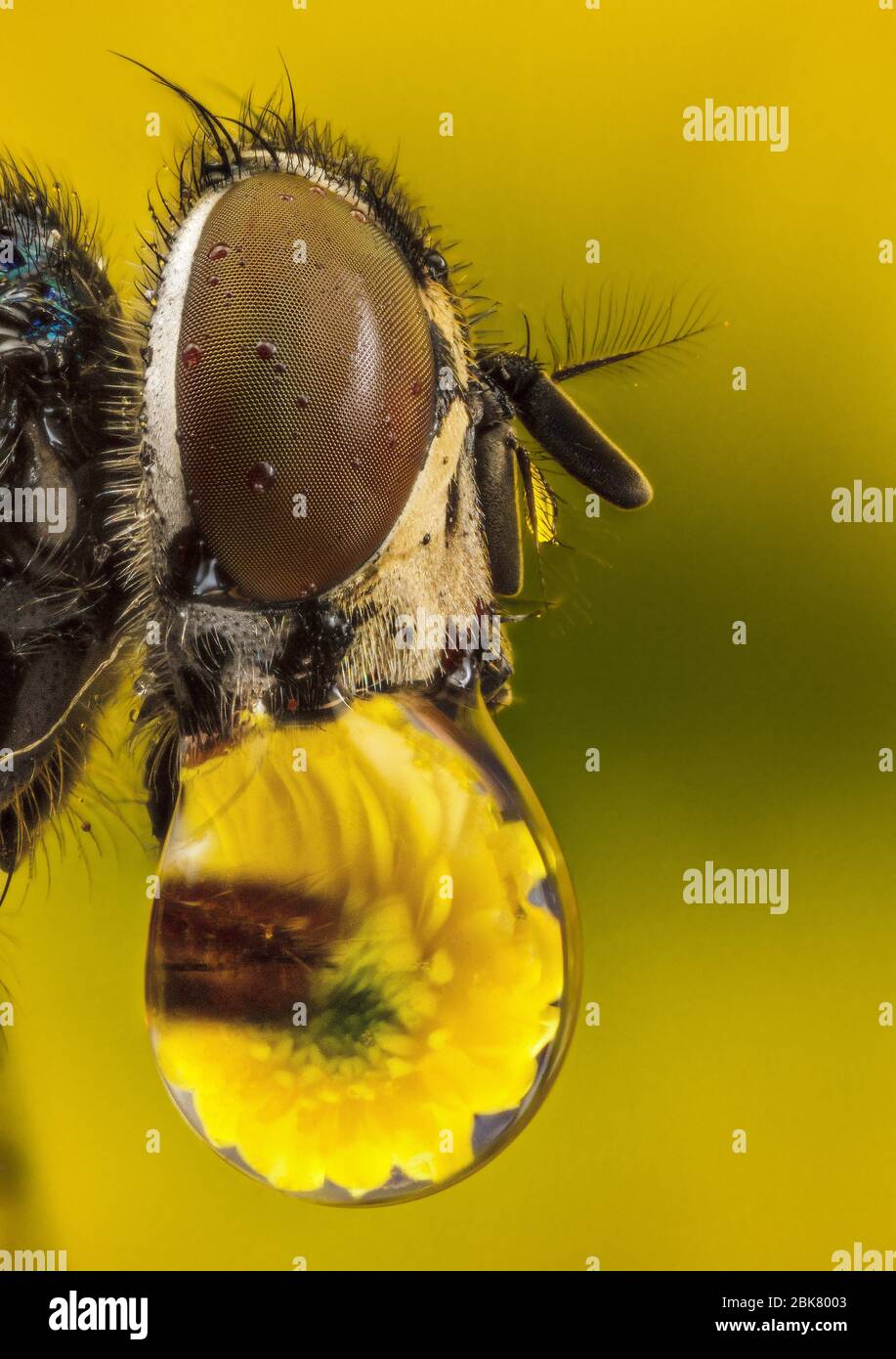 Extreme close up face fly hi-res stock photography and images - Alamy