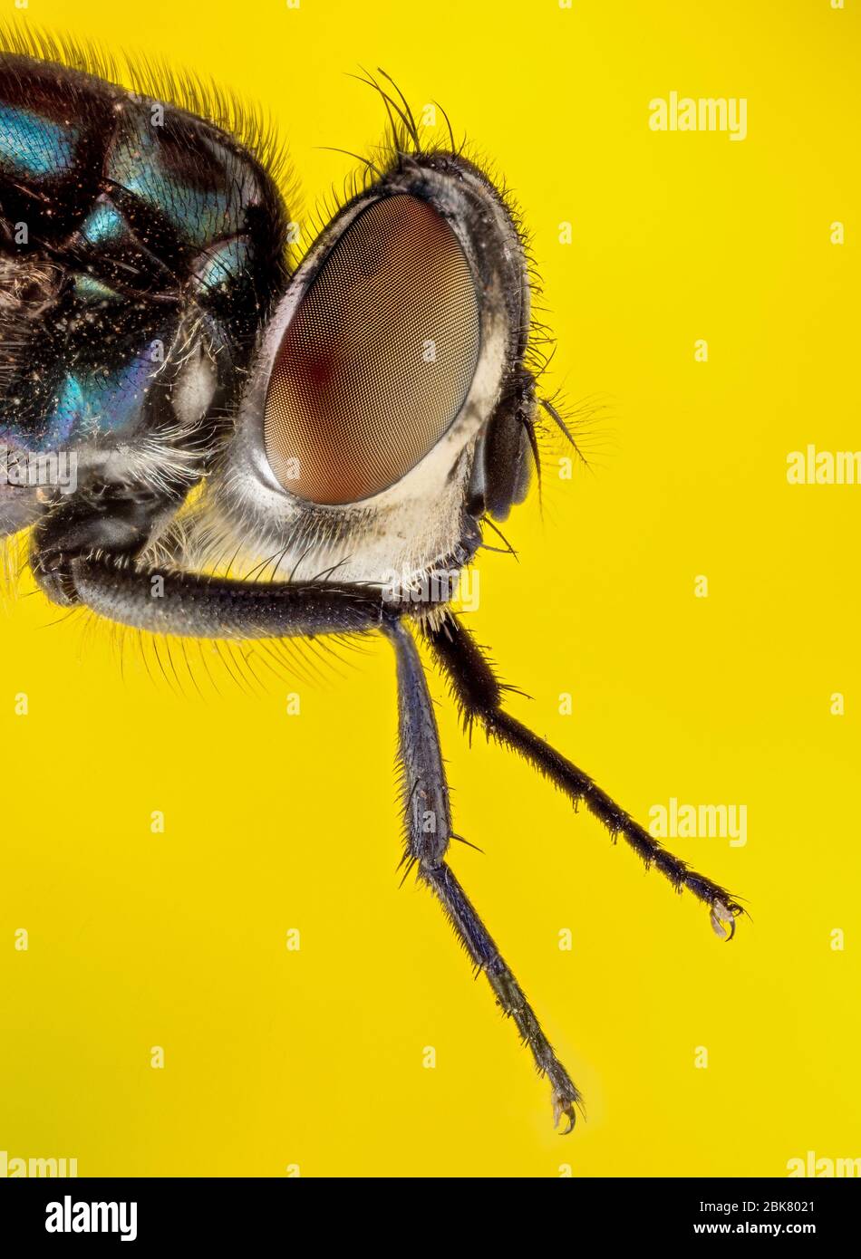 Extreme close up face fly hi-res stock photography and images - Alamy