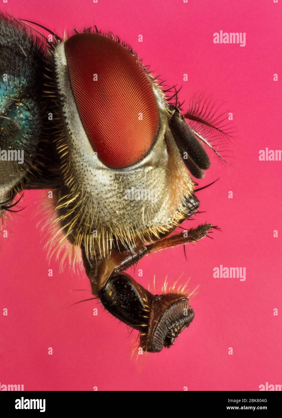 Extreme close up face fly hi-res stock photography and images - Alamy