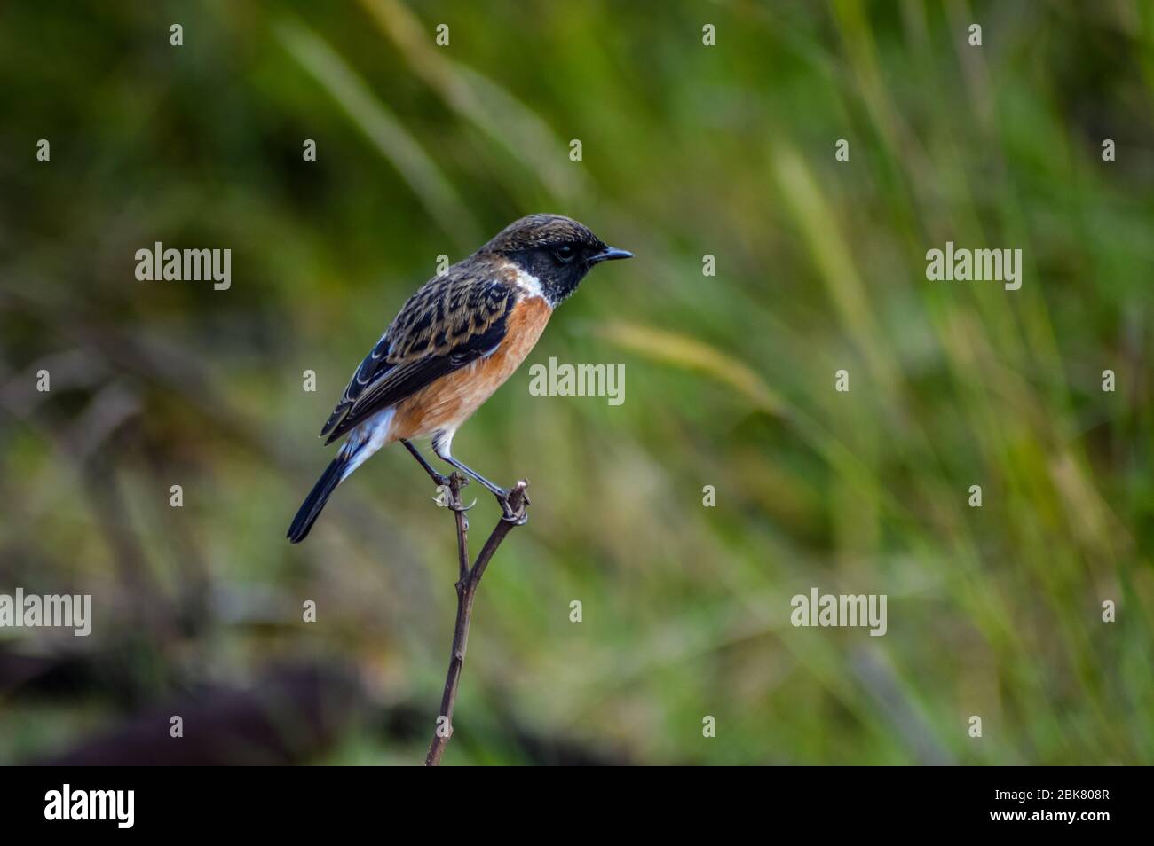 A common stone chat bird perched in a nature reserve in Pretoria South ...