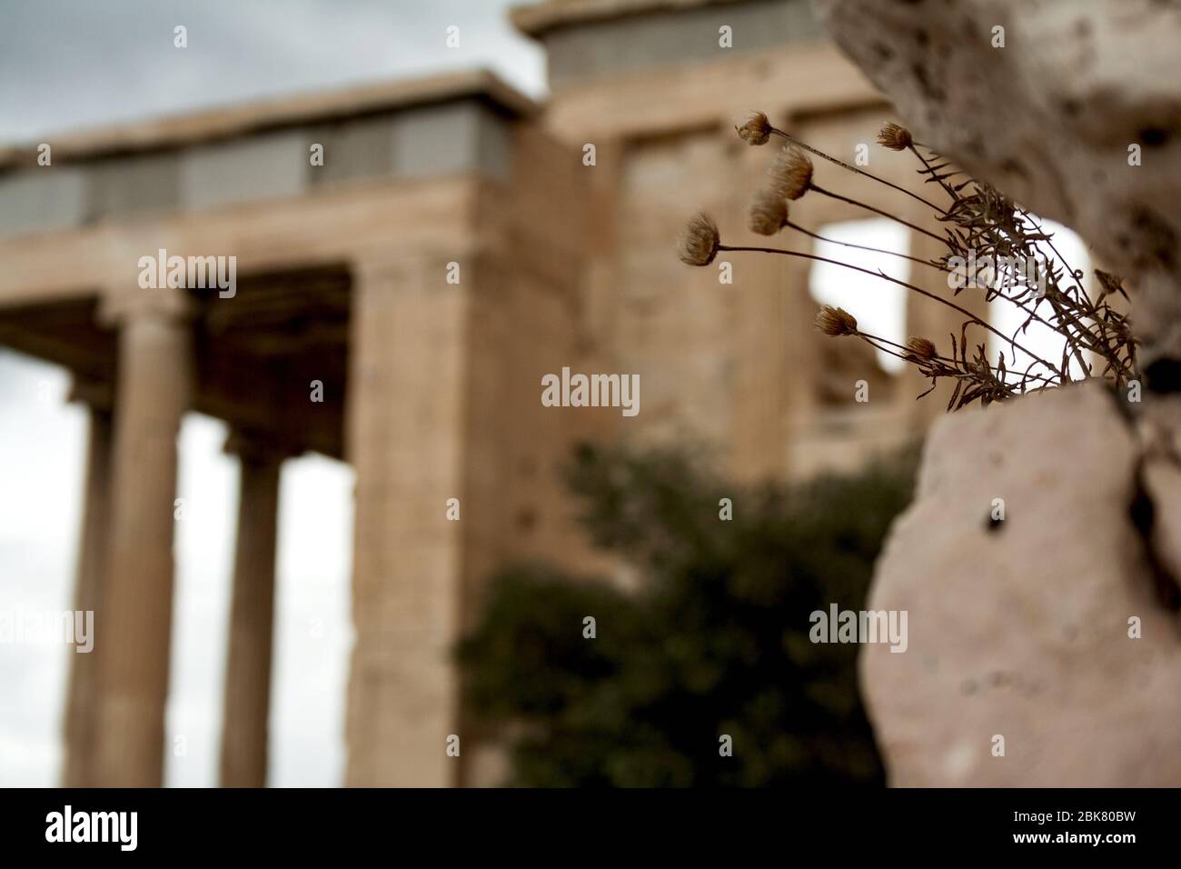 Ancient greek art natural flowers hi-res stock photography and images ...