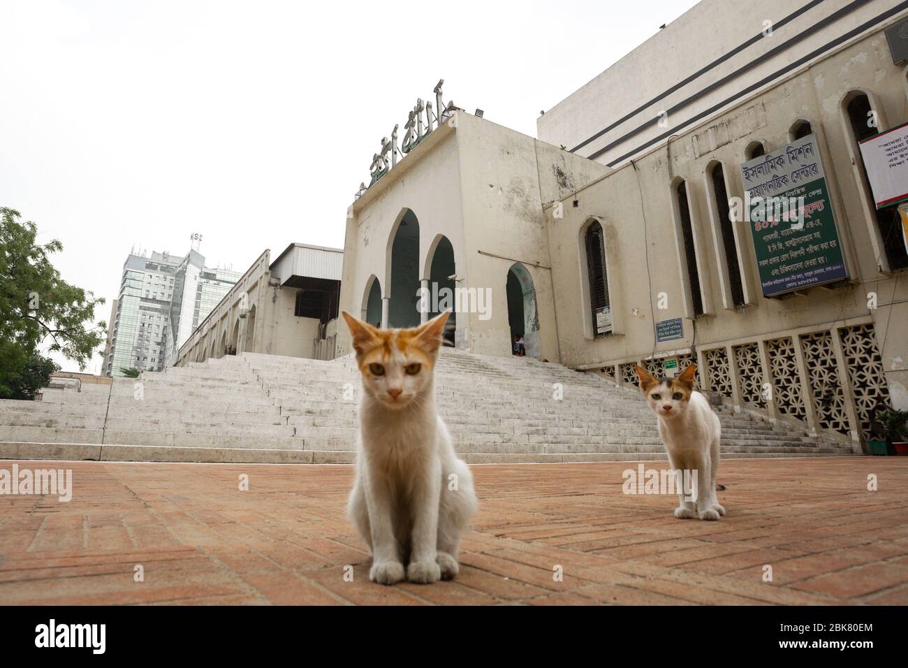 Two cats are watching from the side of the mosque low at Baitul ...