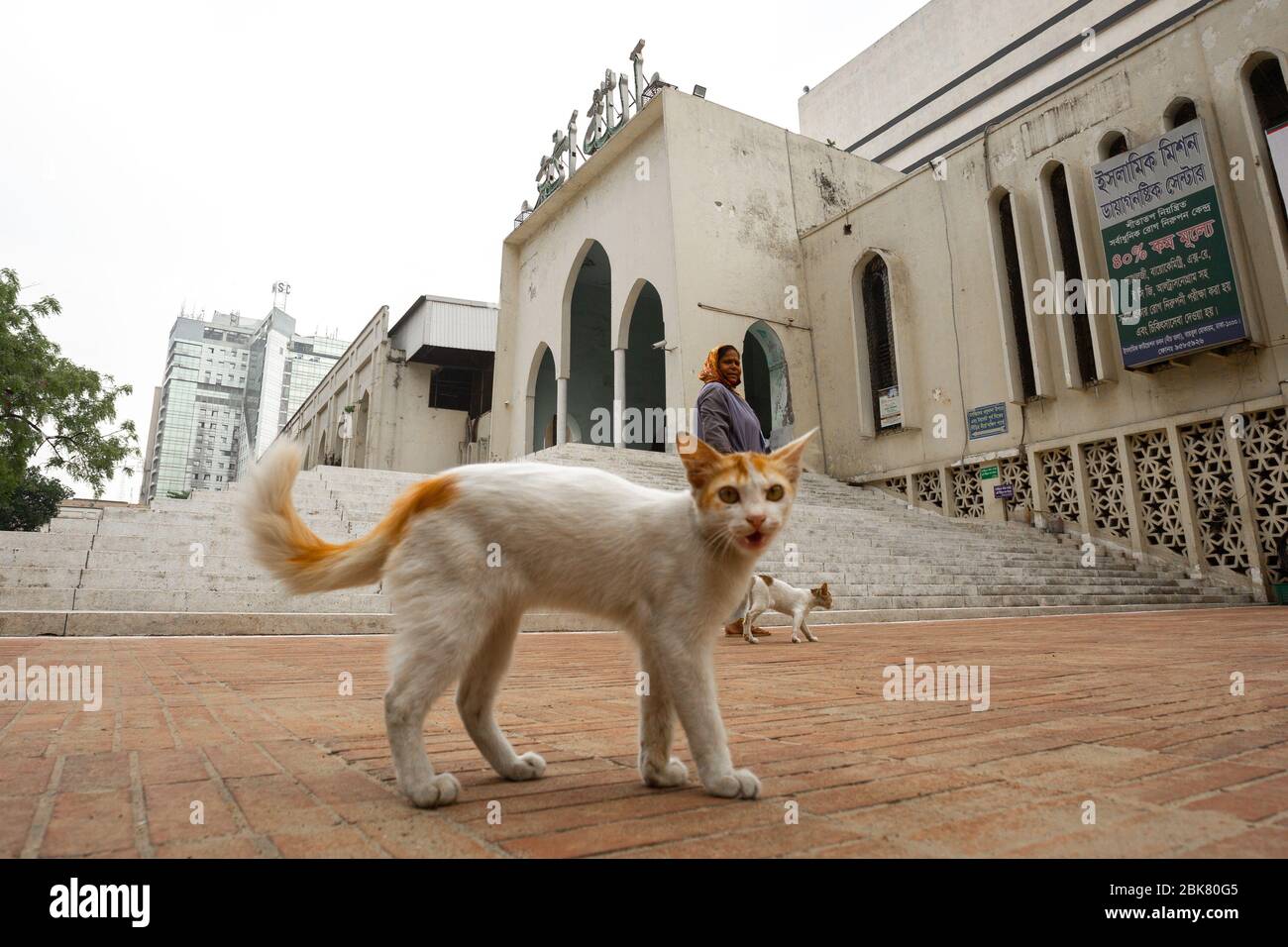 Two cats are watching from the side of the mosque low at Baitul ...