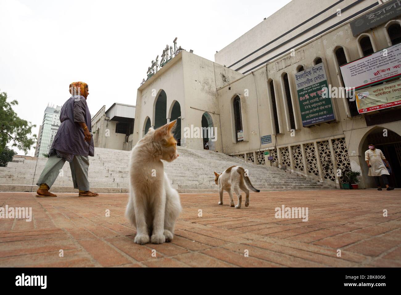 Two cats are watching from the side of the mosque low at Baitul ...