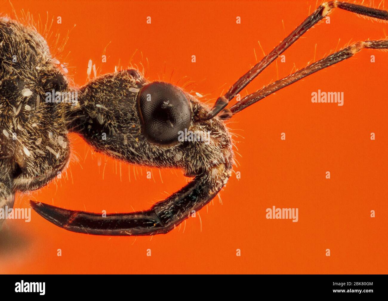 Extreme macro image of insects hi-res stock photography and images - Alamy