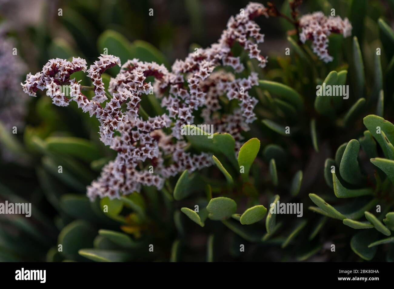 Sea lavender qatar hi-res stock photography and images - Alamy