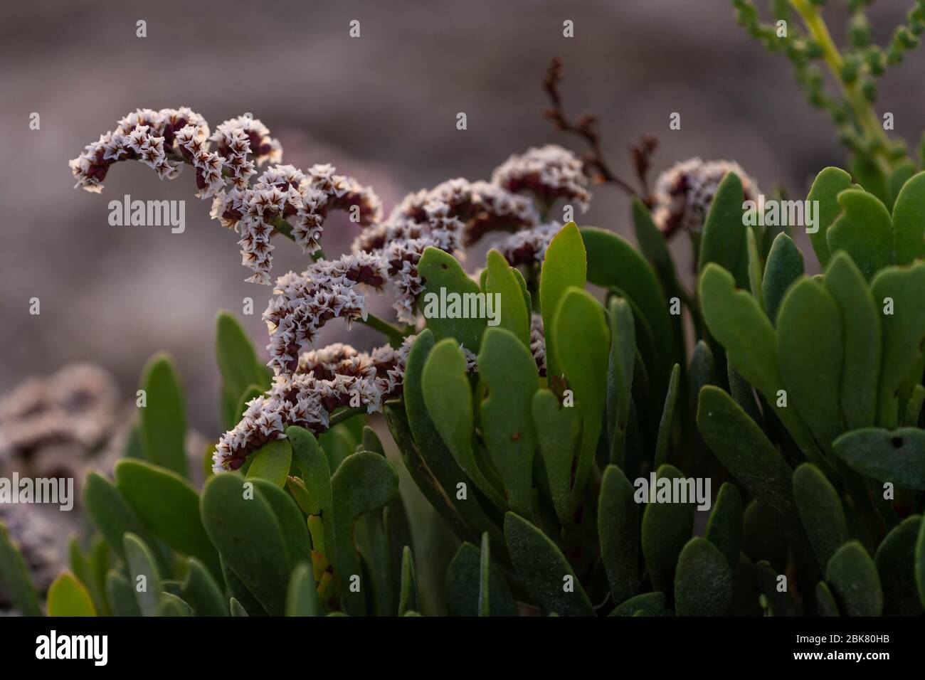 Sea lavender qatar hi-res stock photography and images - Alamy