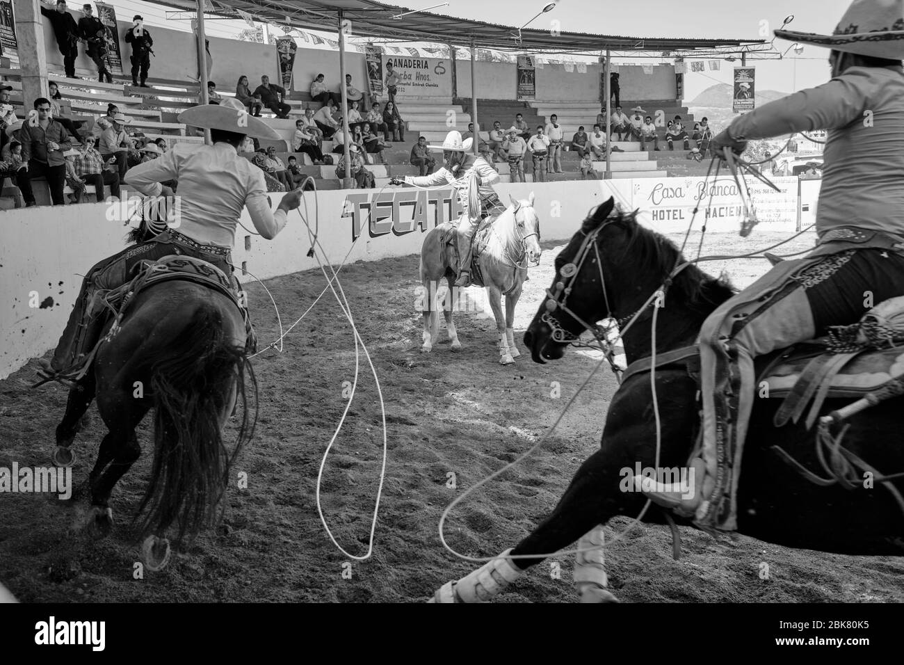 Mexican cowboy trying to catch and knock down with a lasso, a galloping ...