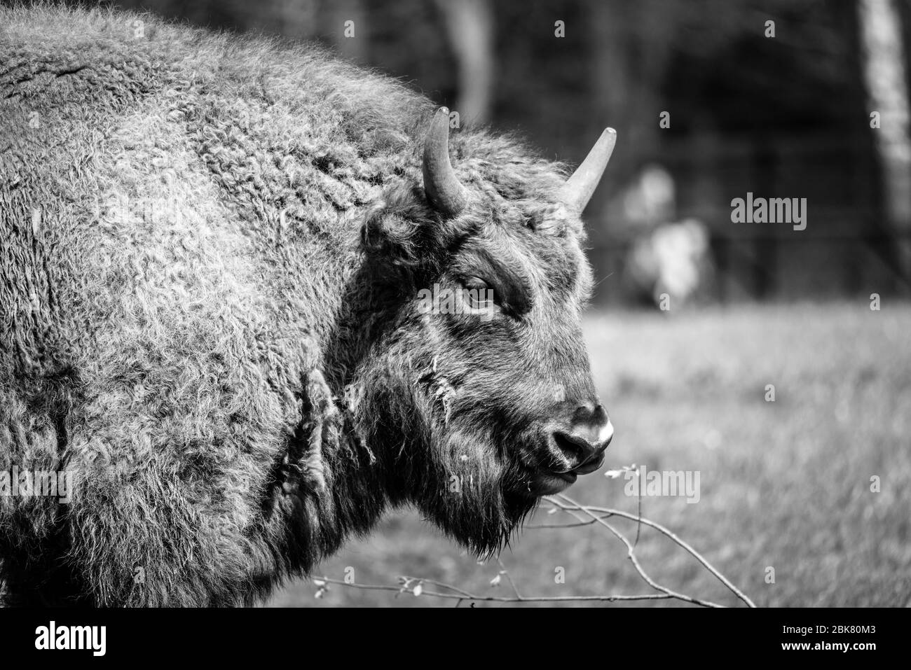 Baby bison Black and White Stock Photos & Images - Alamy