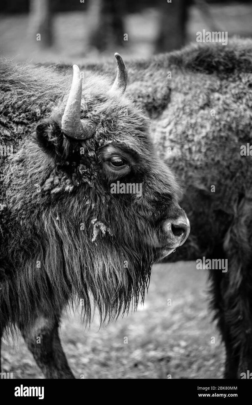 Bison enclosure hi-res stock photography and images - Alamy