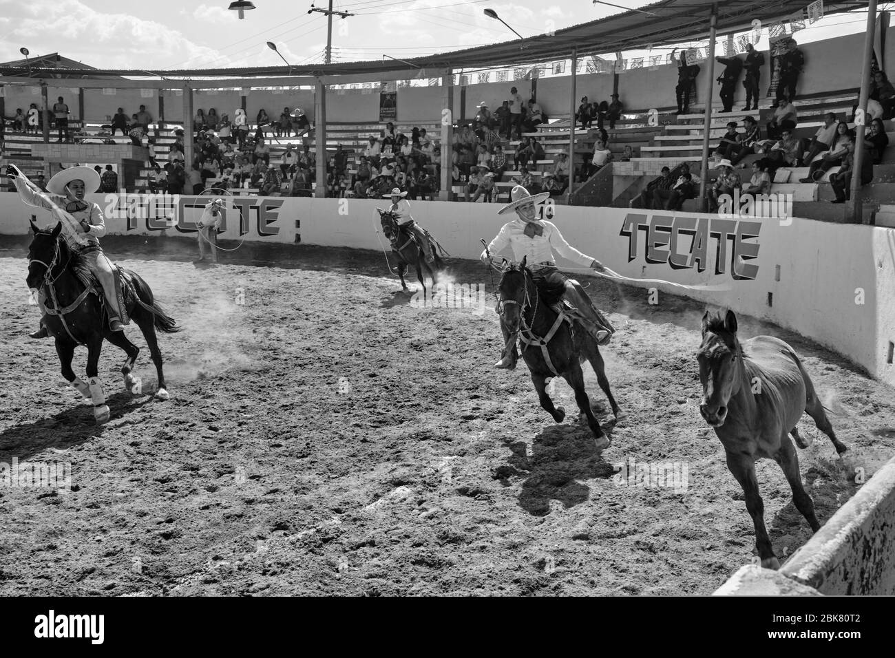 Mexican cowboy trying to catch and knock down with a lasso, a galloping ...