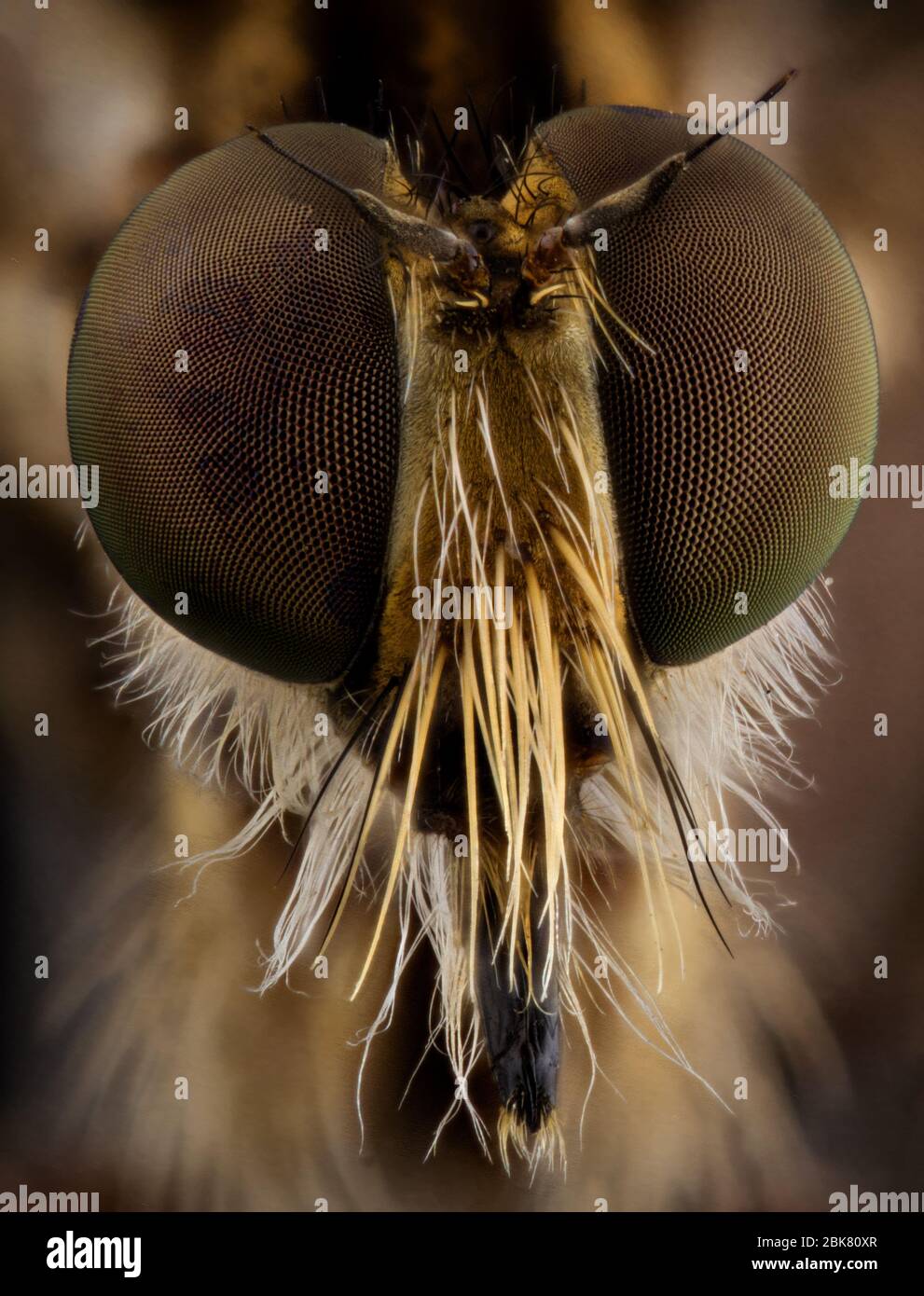 extreme macro image of insect Stock Photo - Alamy