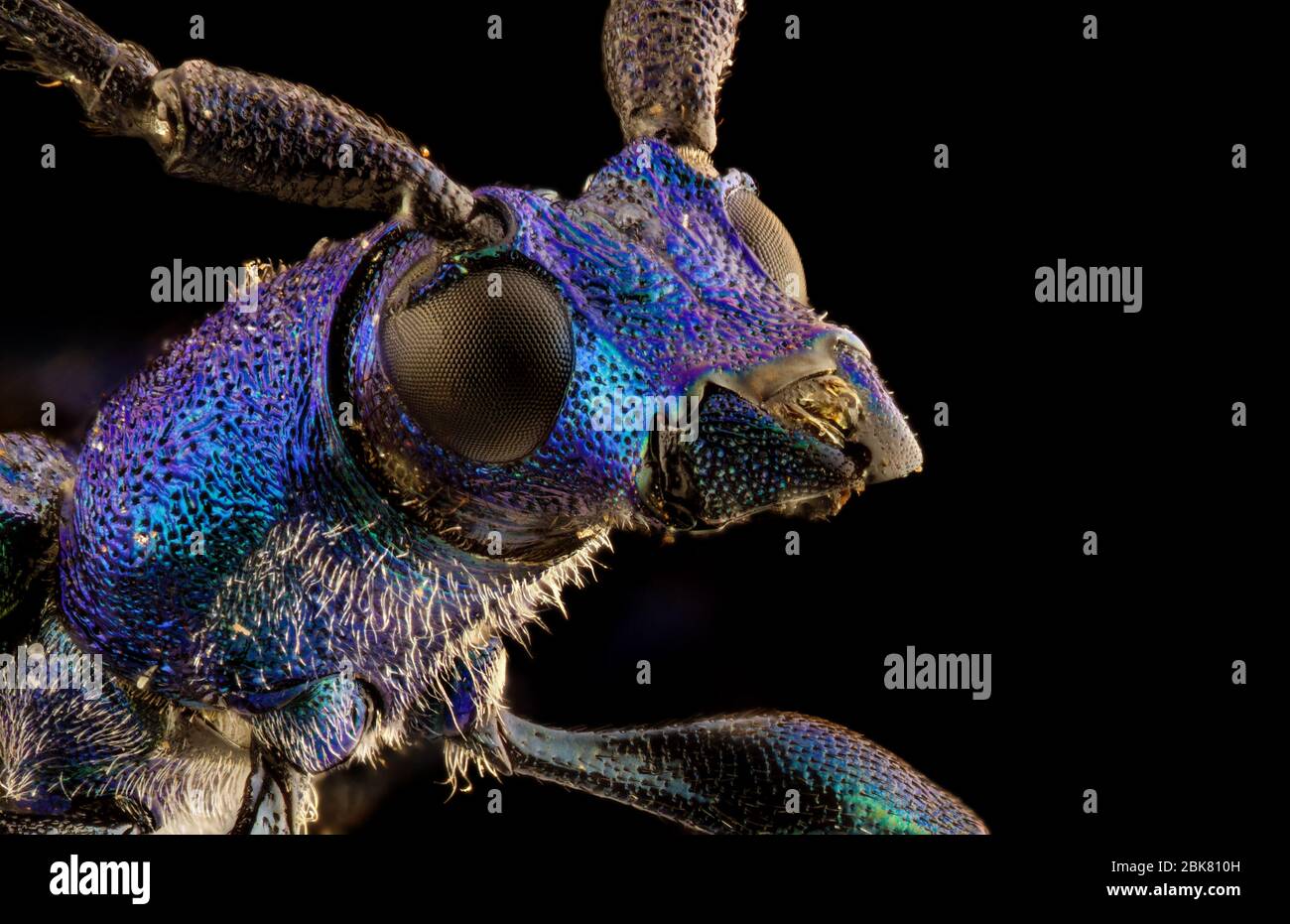Armored insect hi-res stock photography and images - Alamy