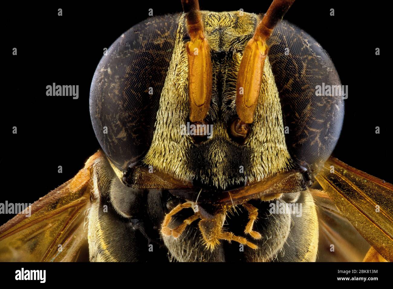 extreme macro image of insect Stock Photo - Alamy