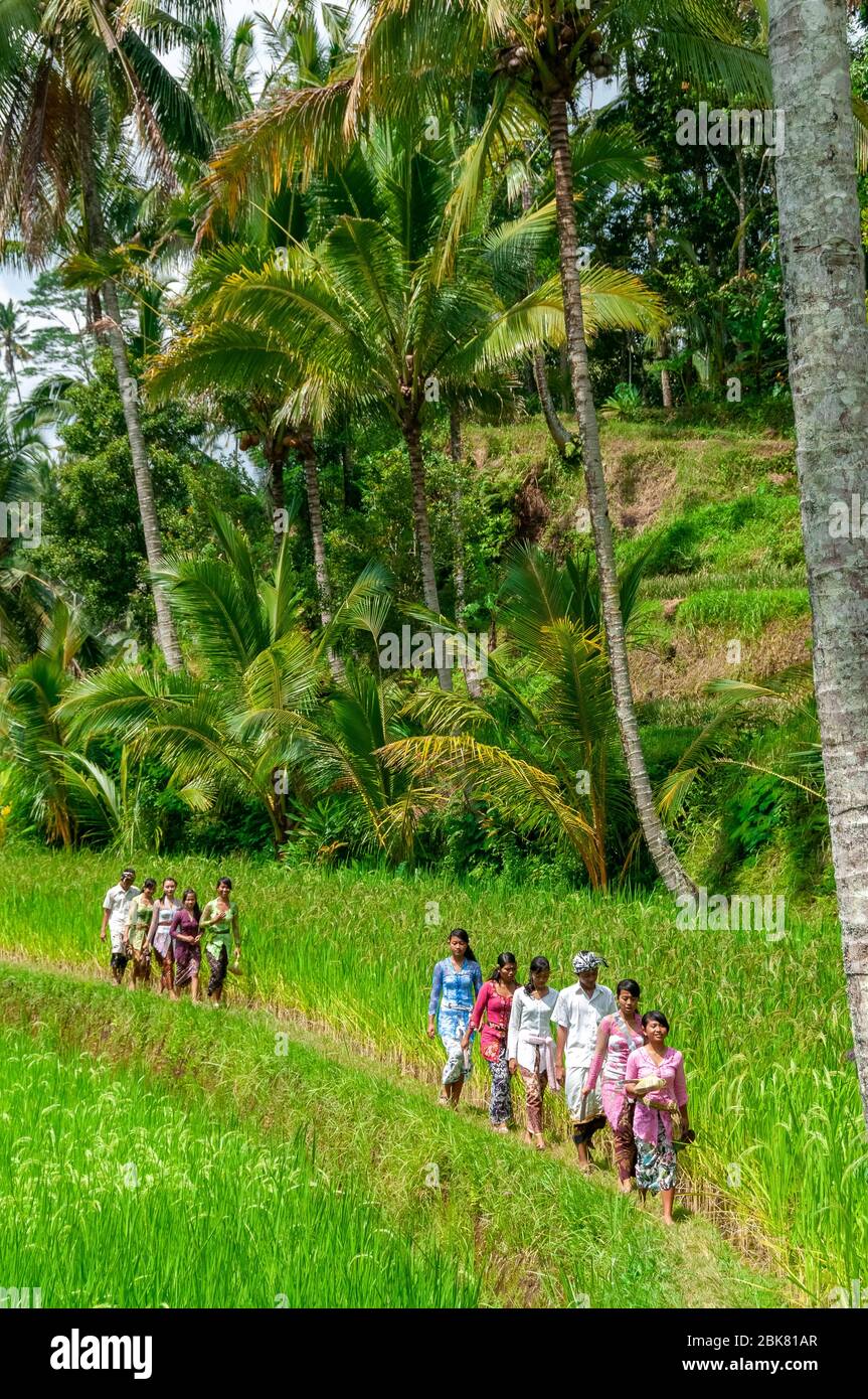 Young Balinese men and women walking to temple through rice terraces ...
