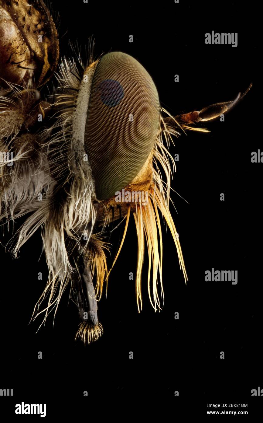 extreme macro image of insect Stock Photo - Alamy
