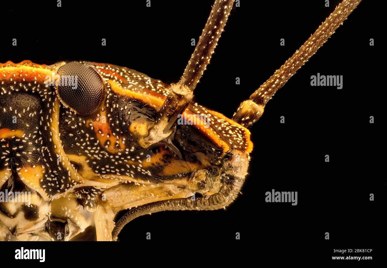 extreme macro image of insect Stock Photo - Alamy