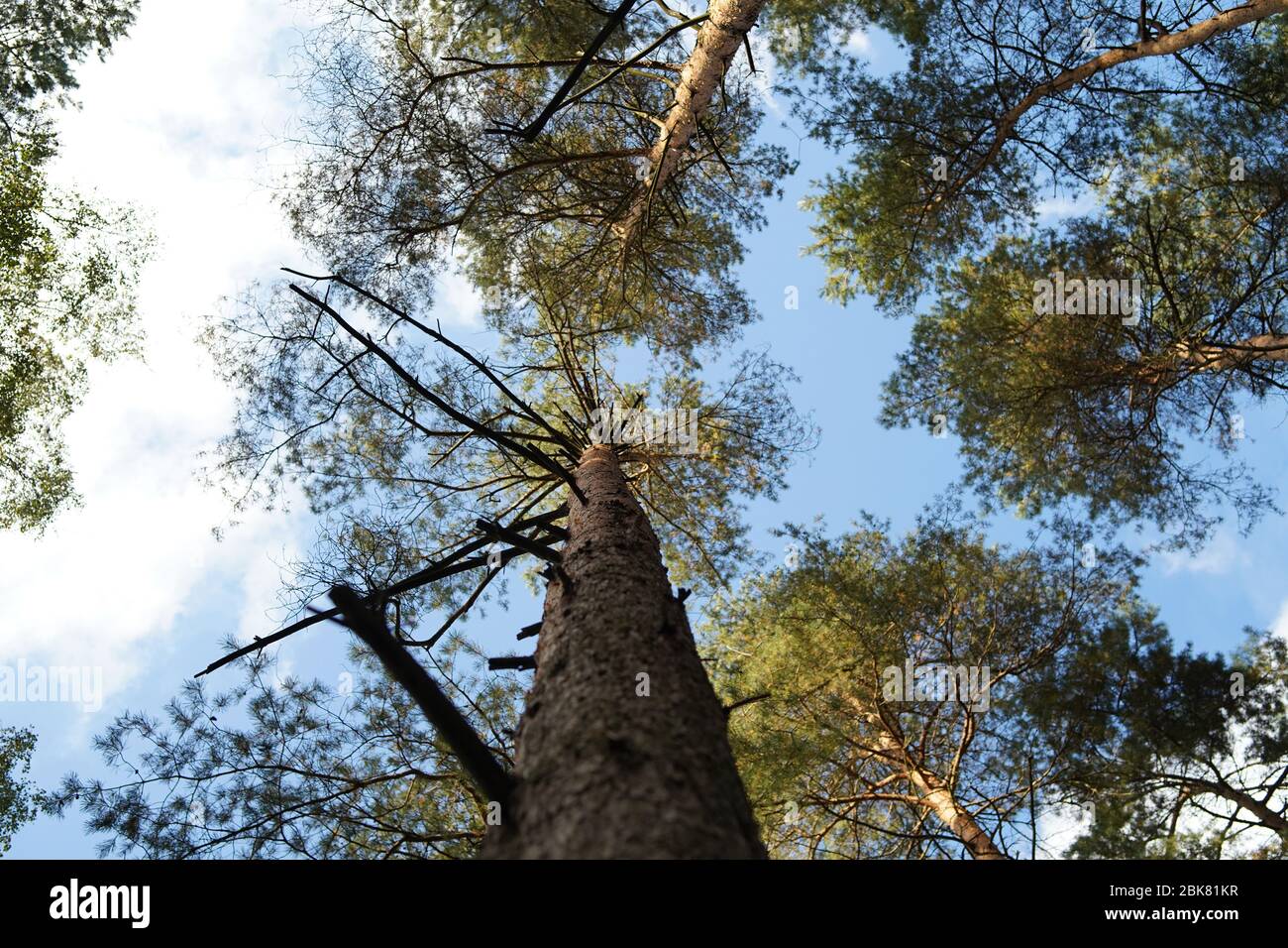 Looking up sky illustration hi-res stock photography and images - Alamy