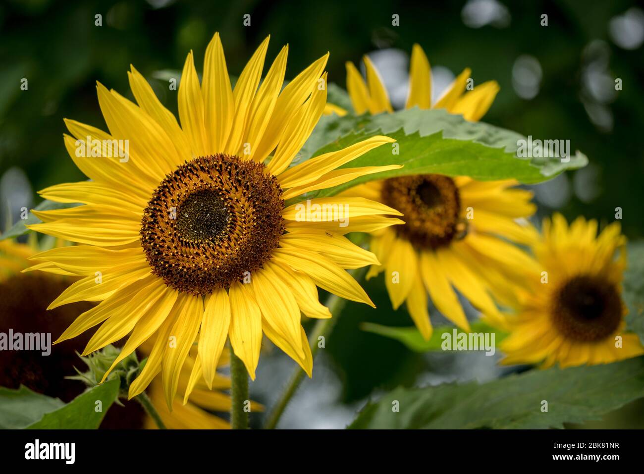Yellow sunflower - single bloom in the sunflower field Stock Photo - Alamy