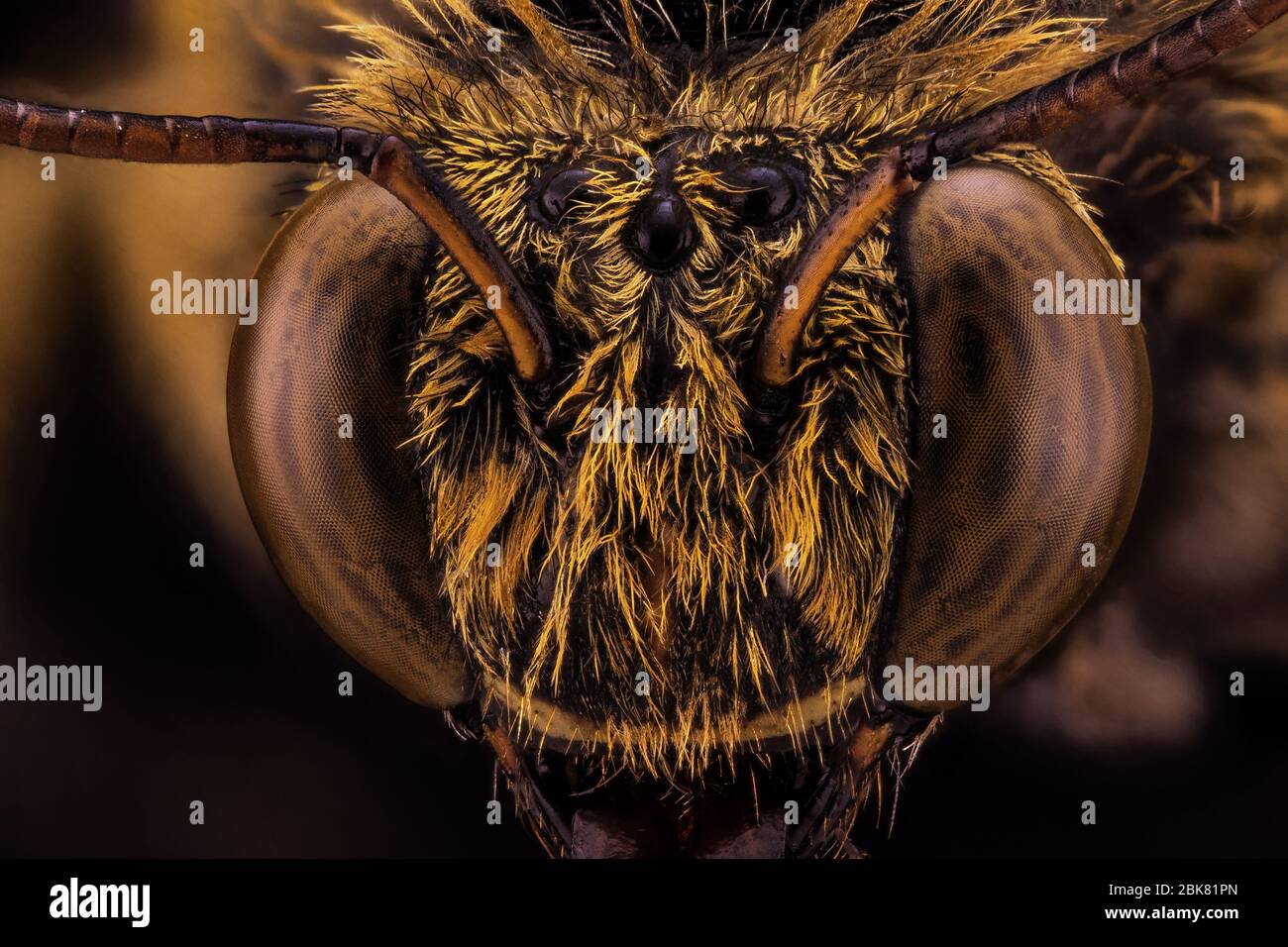 Bee insect detail macro hi-res stock photography and images - Alamy