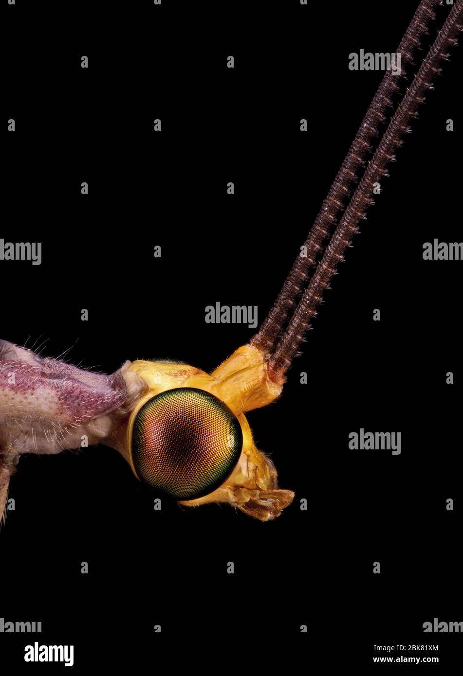Extreme macro image of insects hi-res stock photography and images - Alamy