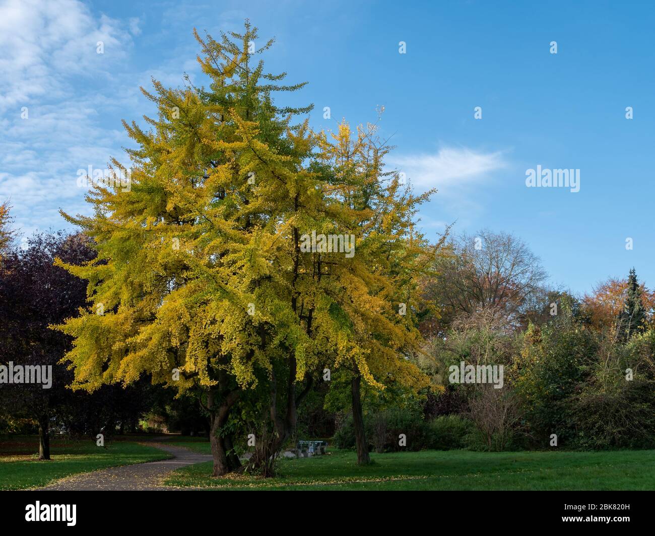 Ginkgo tree (Ginkgo biloba) in a park in autumn Stock Photo - Alamy