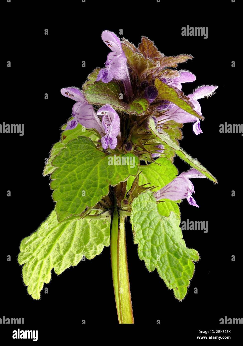 The purple-red deaf nettle (Lamium purpureum) is a species of deaf in ...