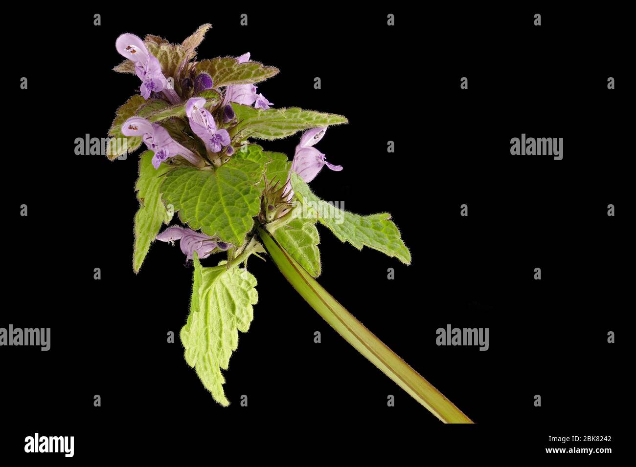 The purple-red deaf nettle (Lamium purpureum) is a species of deaf in ...