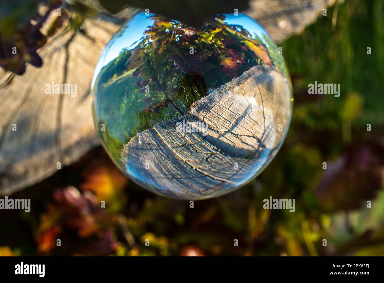 Cut a tree trunk with a crystal ball. The future of the nature Stock ...