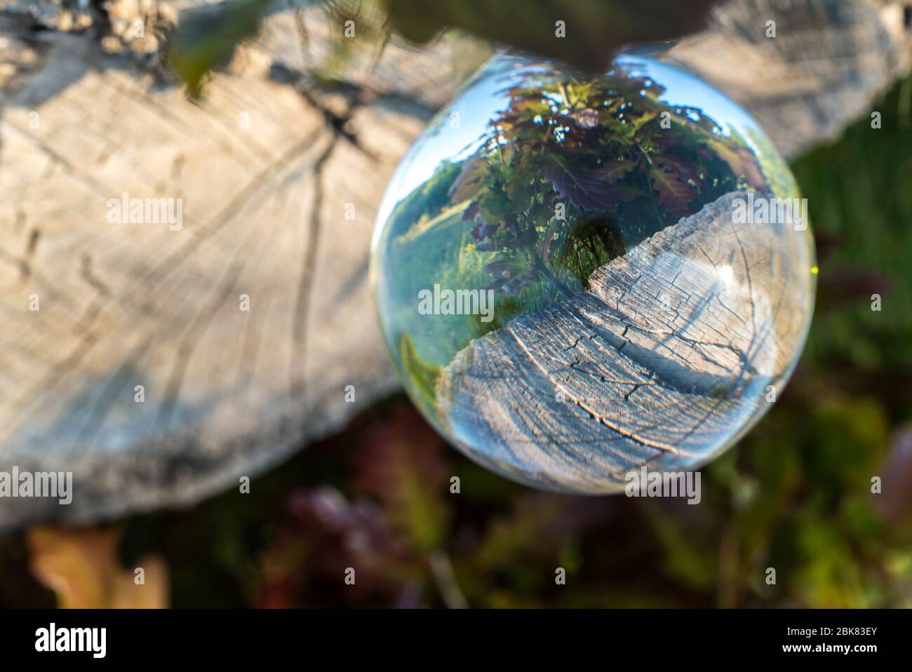 Cut a tree trunk with a crystal ball. The future of the nature Stock ...