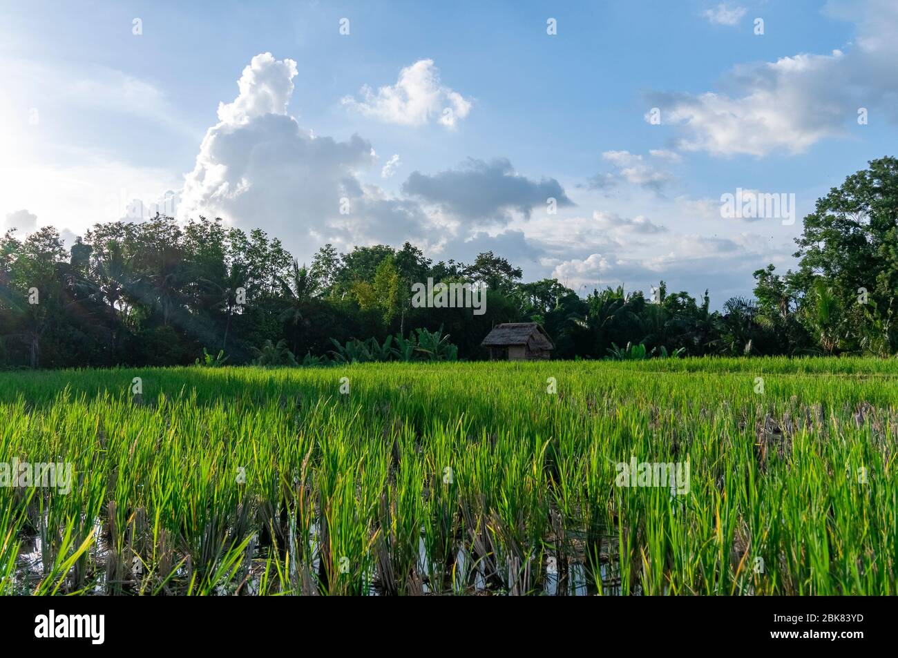 Rice paddy ubud bali High Resolution Stock Photography and Images - Alamy