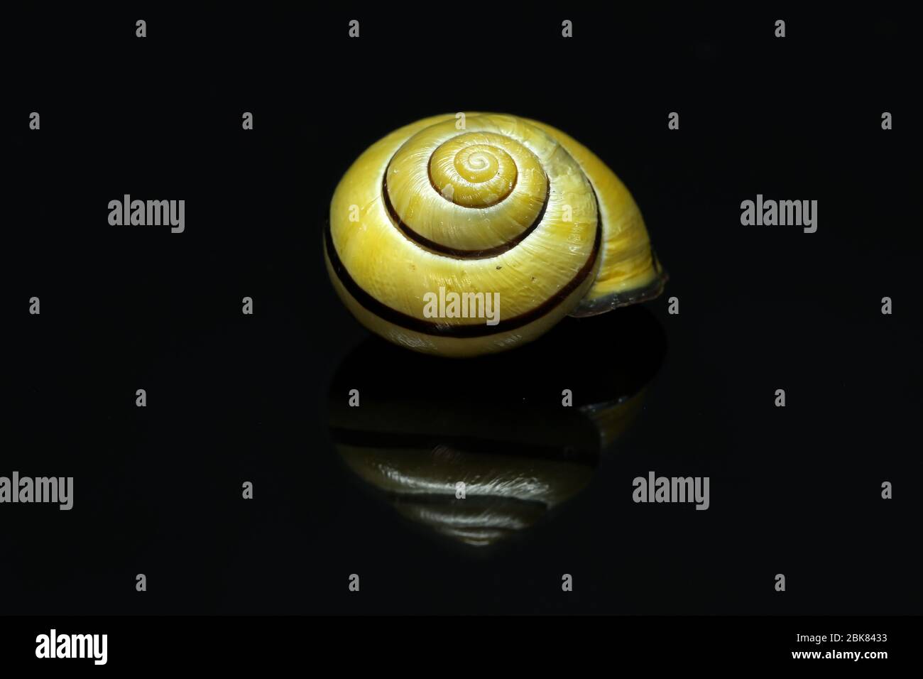 Yellow snail shell on a black background Stock Photo - Alamy