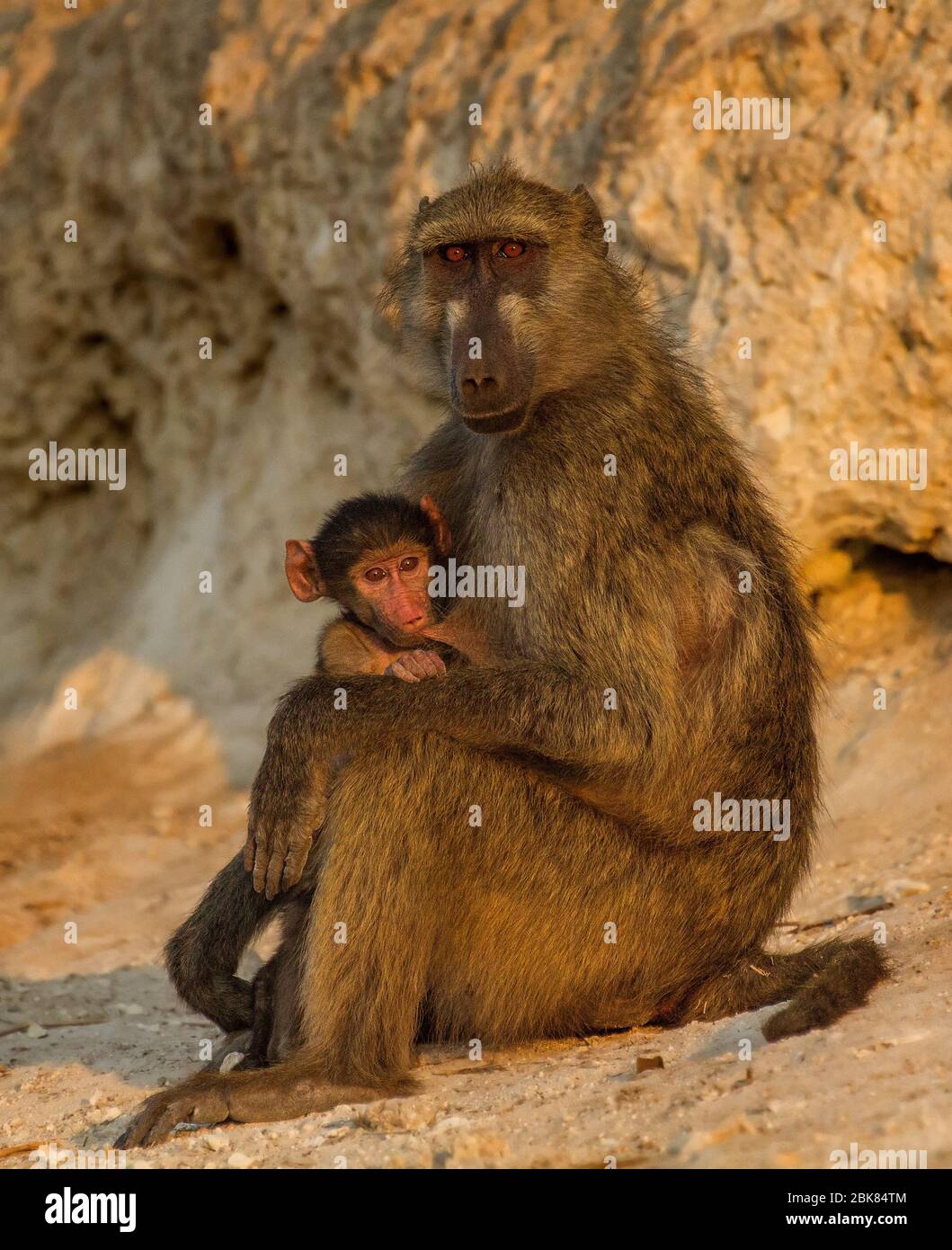 baby baboon and mother Stock Photo - Alamy