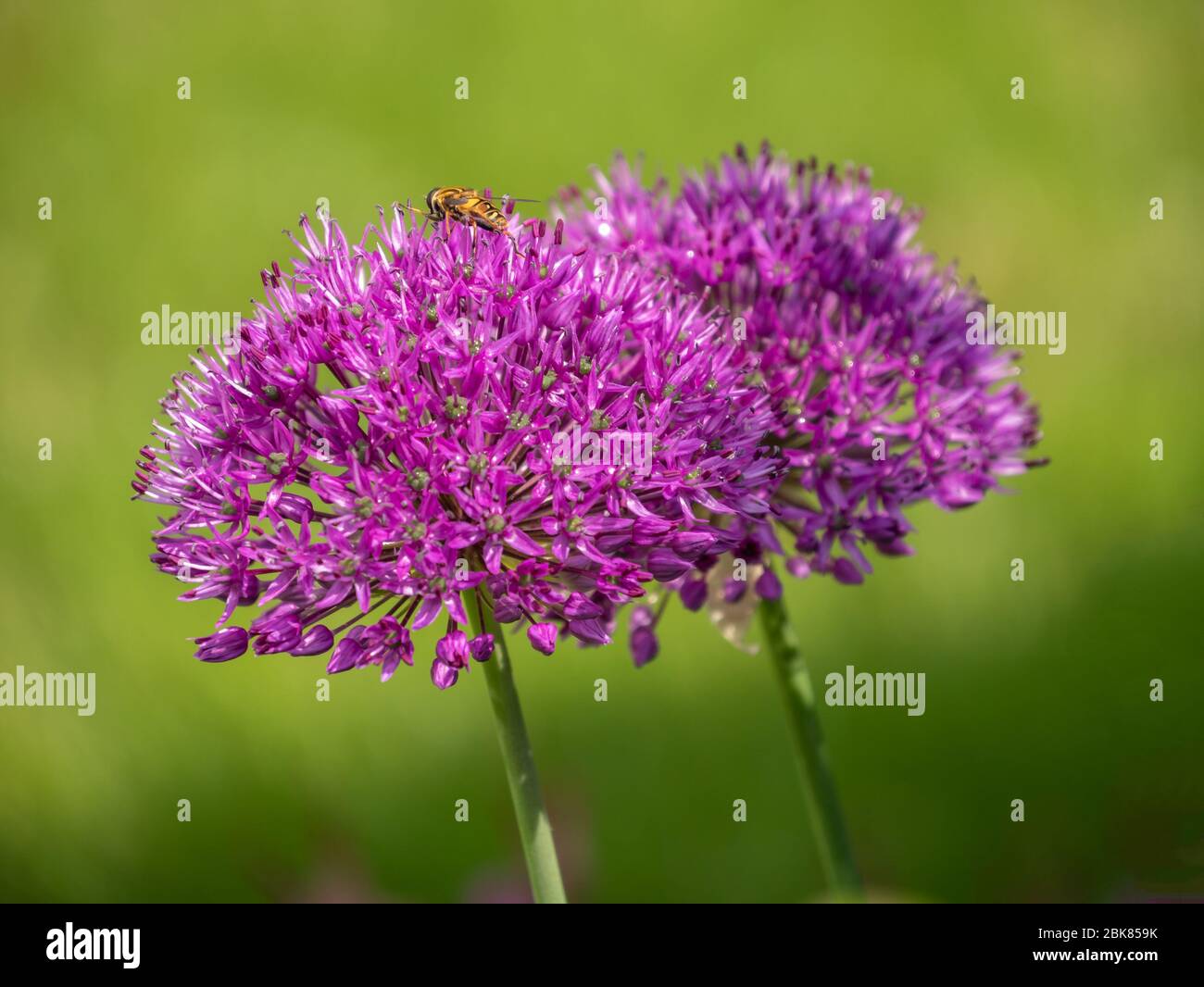 single flower of purple elephant garlic - Allium ampeloprasum Stock ...