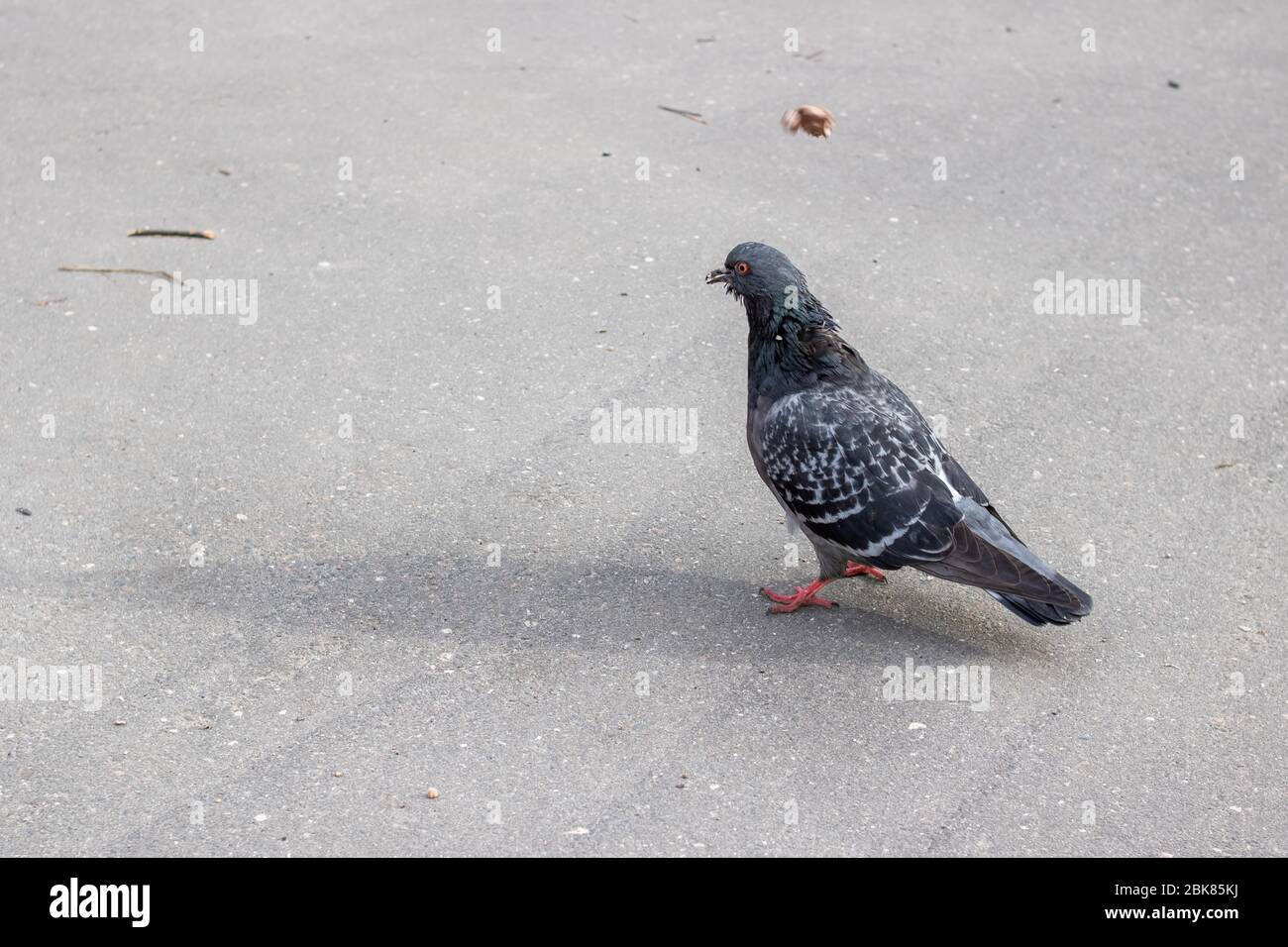 Gray dove on the pavement with shadow Stock Photo - Alamy