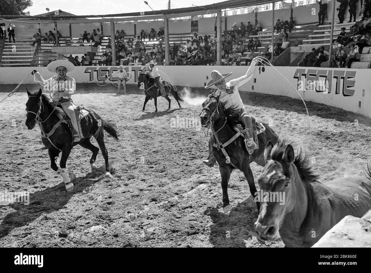 Mexican cowboy trying to catch and knock down with a lasso, a galloping ...