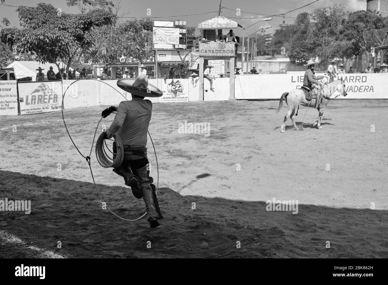 Mexican cowboy trying to catch and knock down with a lasso, a galloping ...