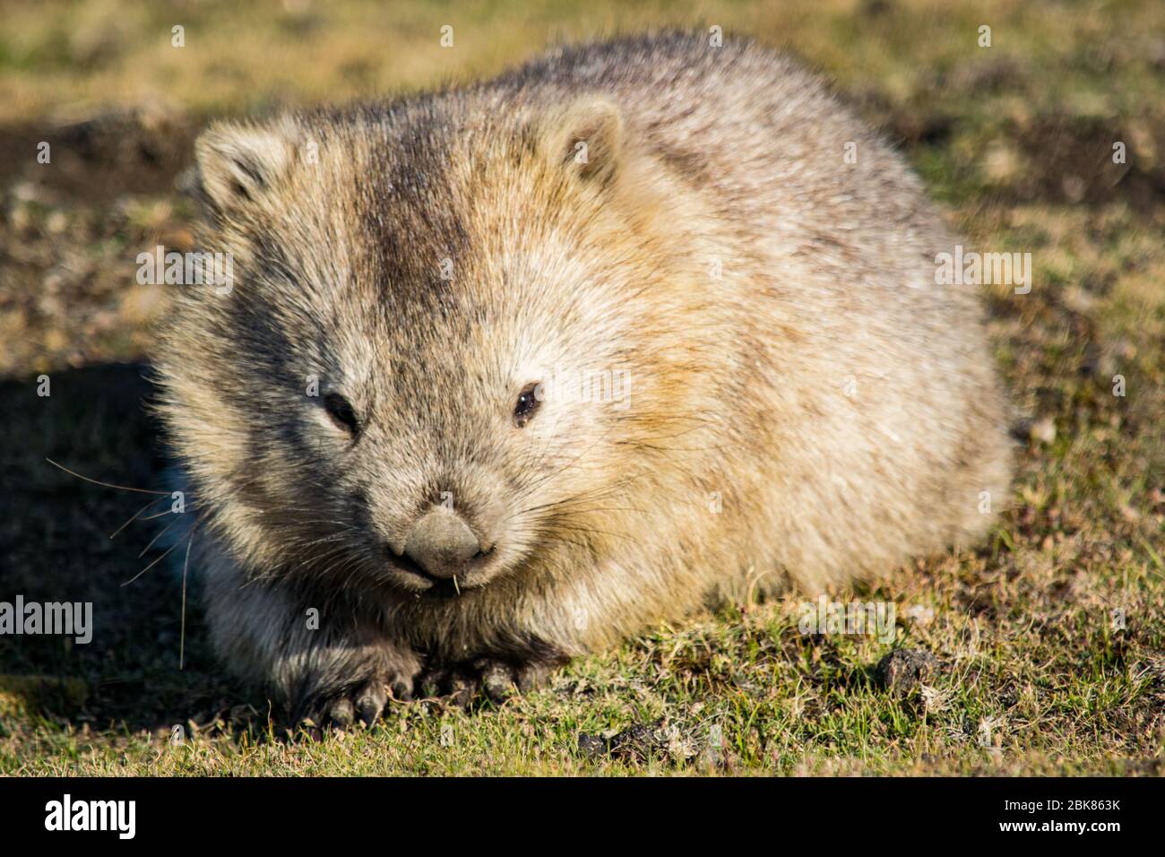 Wombat eating hi-res stock photography and images - Alamy