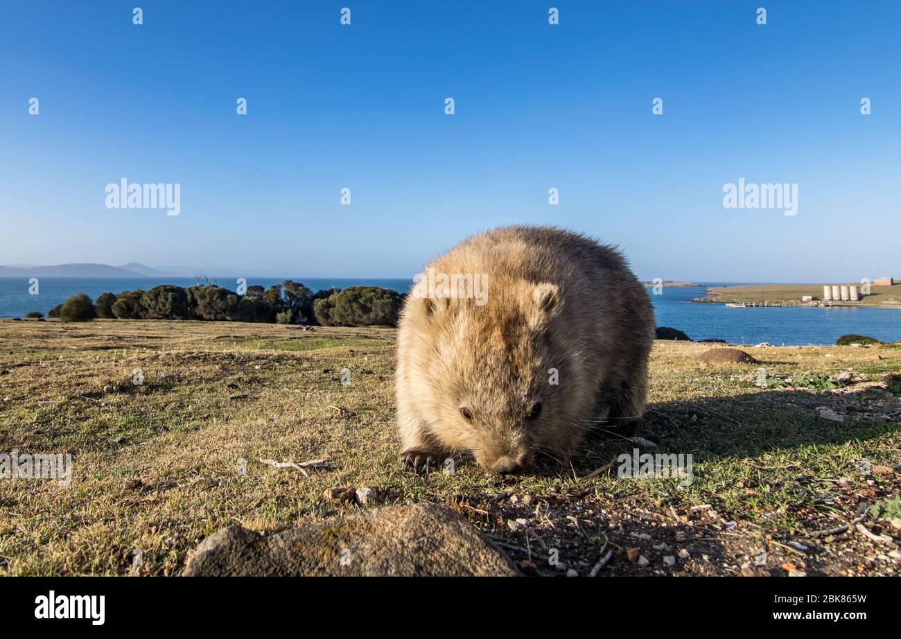 Wombat at Maria Island, Tasmania Stock Photo - Alamy