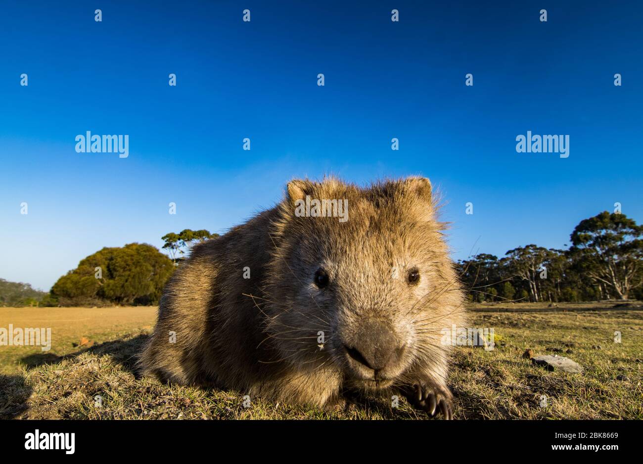 Wombat at Maria Island, Tasmania Stock Photo - Alamy