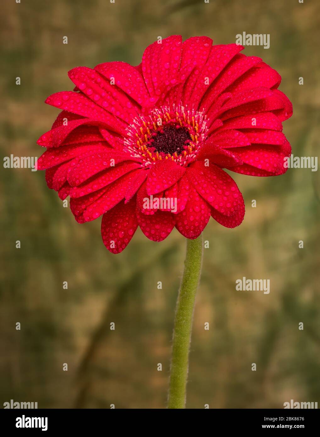 Barberton daisy hi-res stock photography and images - Alamy