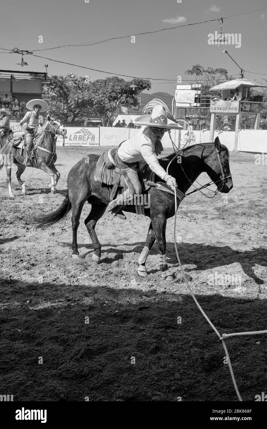Mexican cowboy trying to catch and knock down with a lasso, a galloping ...