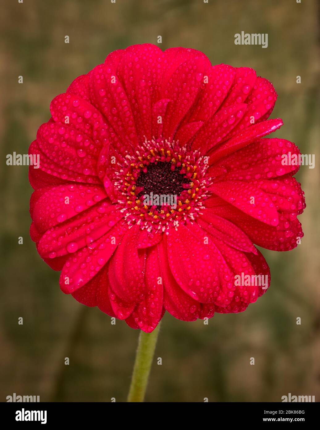 Daisy daisy family hi-res stock photography and images - Alamy