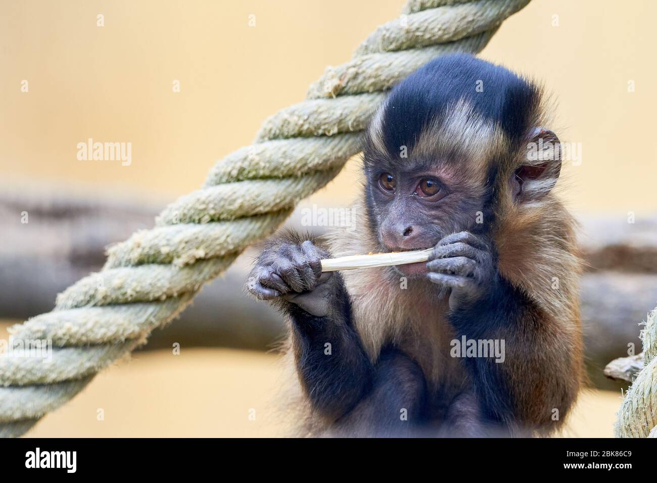 Sapajus apella hi-res stock photography and images - Alamy