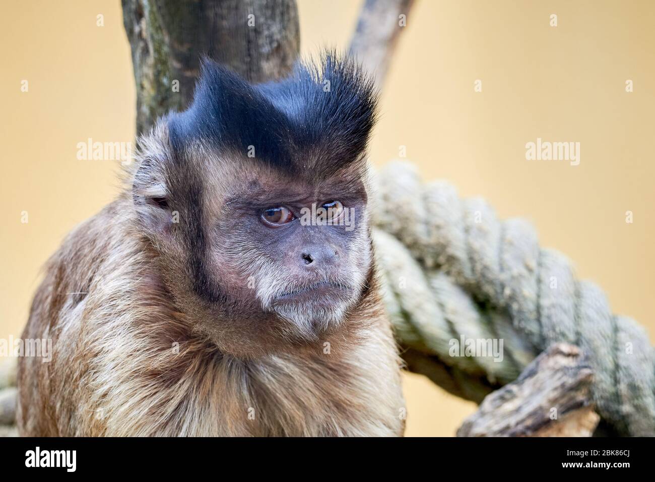 Tufted capuchin or brown capuchin (Sapajus apella Stock Photo - Alamy