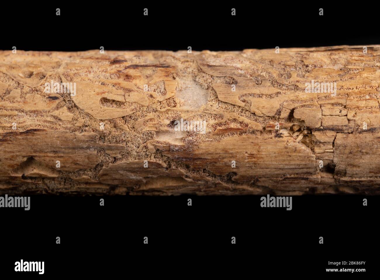 Places after bark beetles on the branches of a coniferous tree ...
