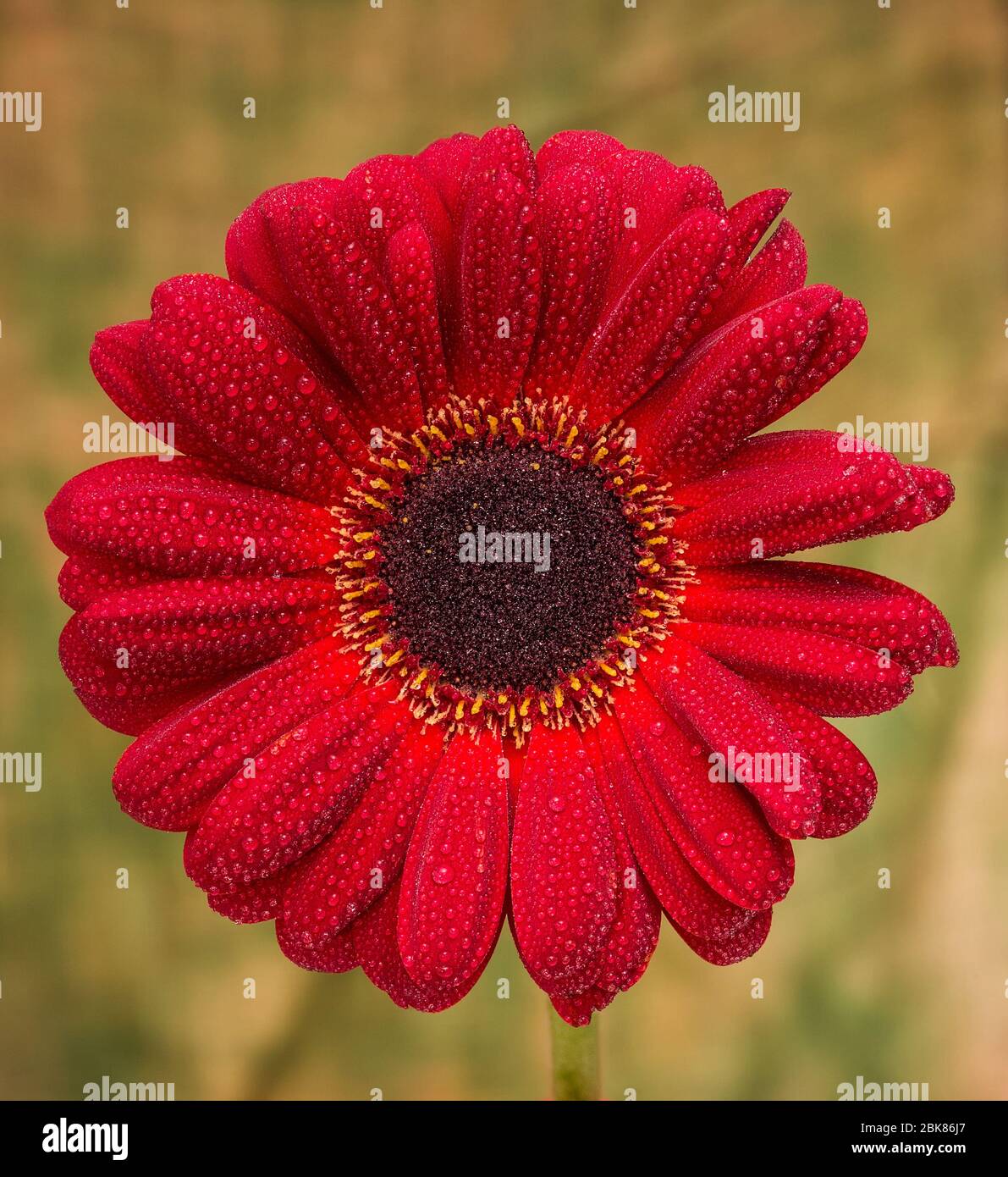 Barberton daisy hi-res stock photography and images - Alamy