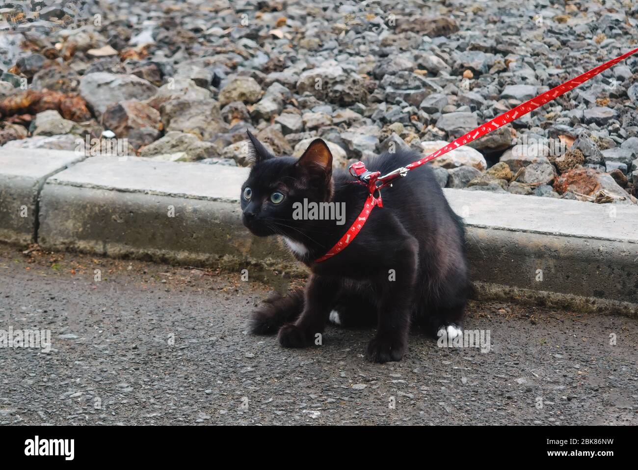 Small Black kitten walking with his owner outside. A scared cat Stock ...